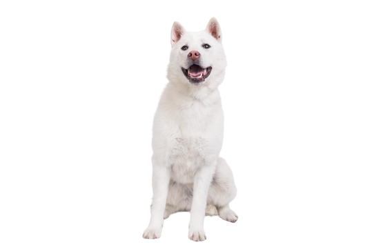 Japanese Dog Breeds - Purina Australia
