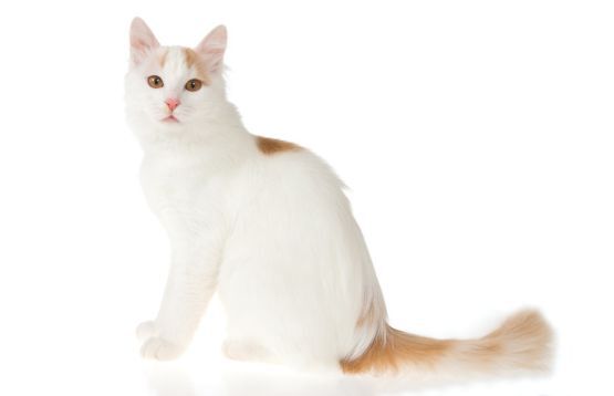 largest cat breed name