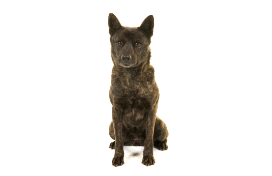 Japanese Dog Breeds - Purina Australia