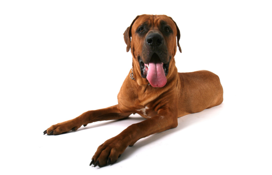 Japanese Dog Breeds - Purina Australia