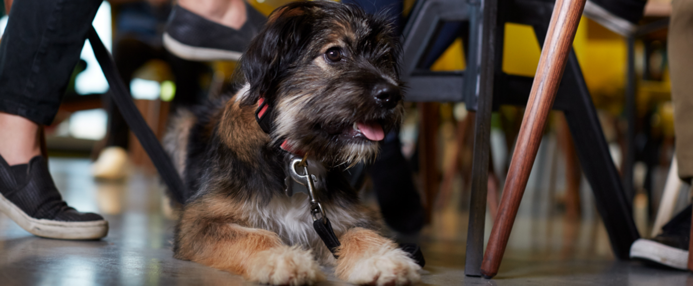 Pets At Work - Better Together - Purina Australia