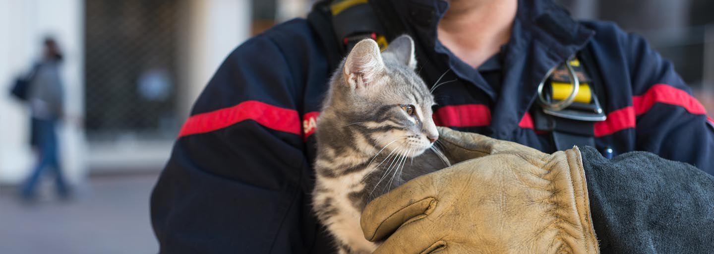 Cat Emergency Plan & Evacuation Tips - Purina Australia