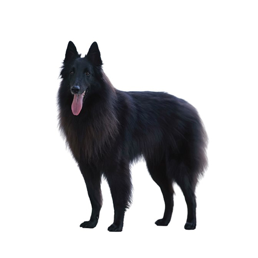 BELGIAN SHEPHERD GROENENDAEL