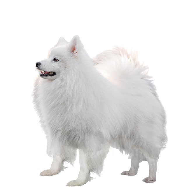 Japanese Spitz