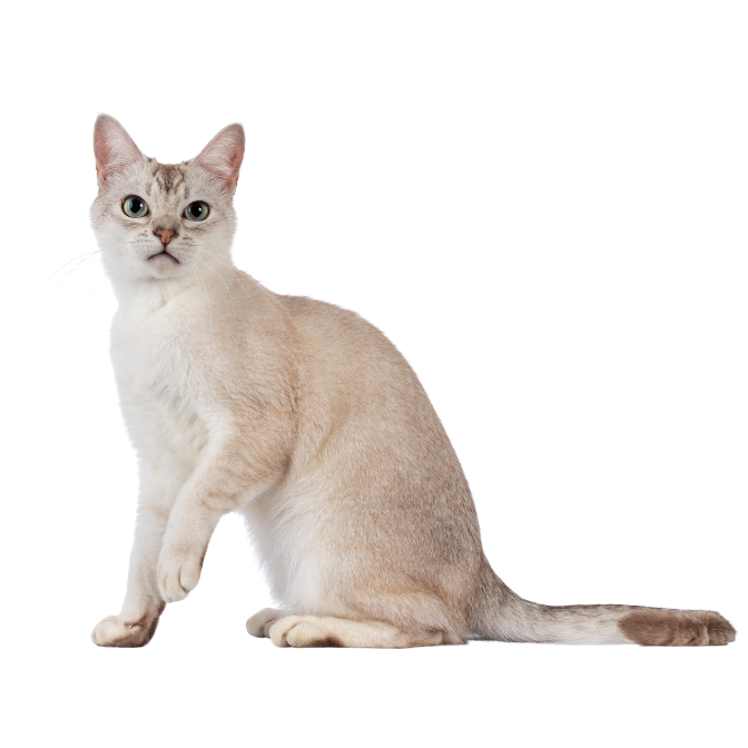 Comprehensive List of Cat Breeds | Purina Australia