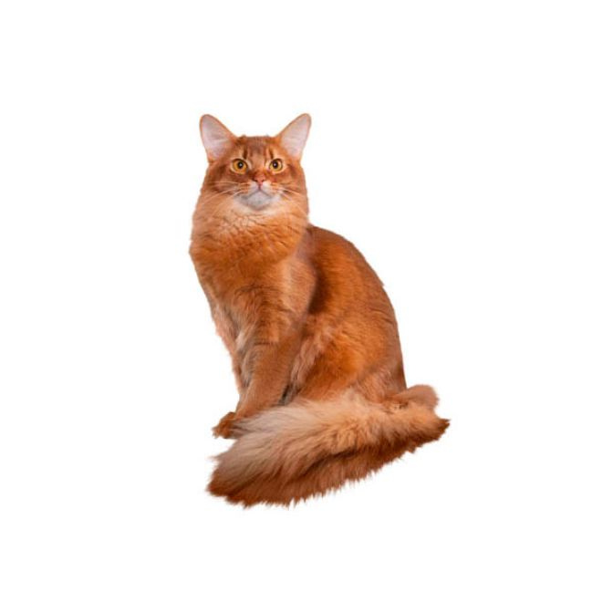 SOMALI CAT