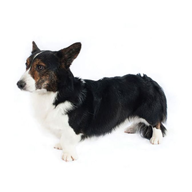 Dog Breeds - Welsh Corgi - Purina Australia