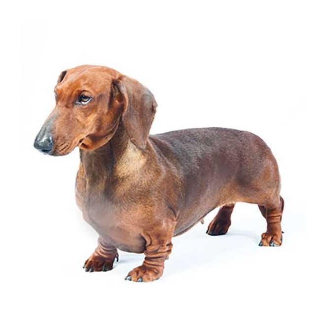 DACHSHUND MINIATURE SMOOTH