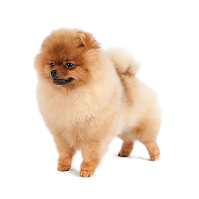 POMERANIAN