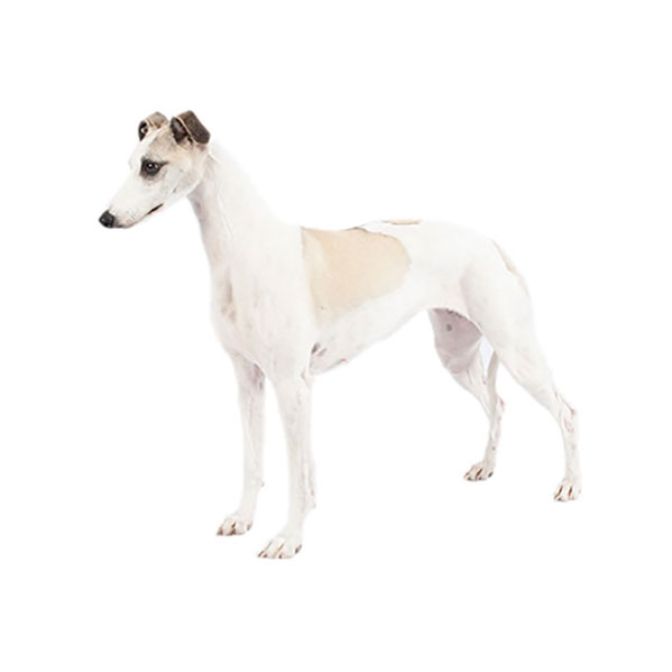 WHIPPET