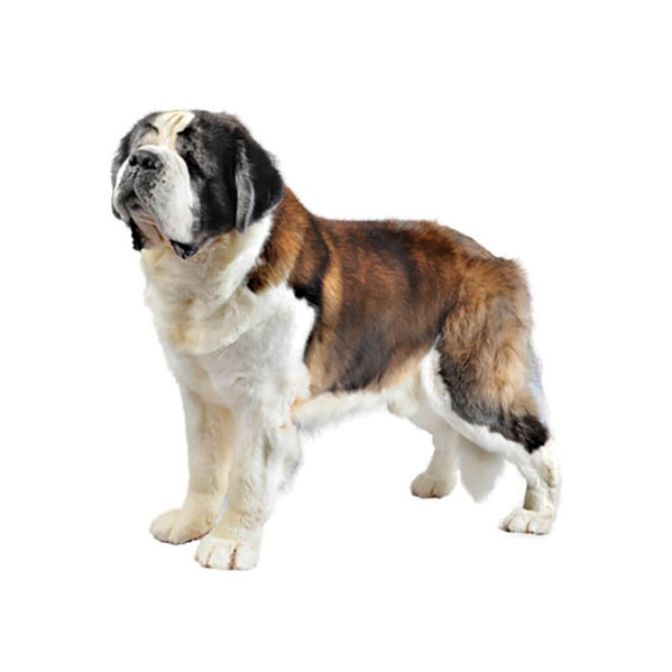 ST BERNARD DOG
