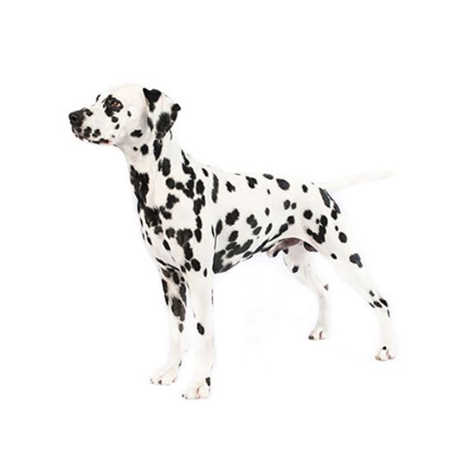 DALMATIAN