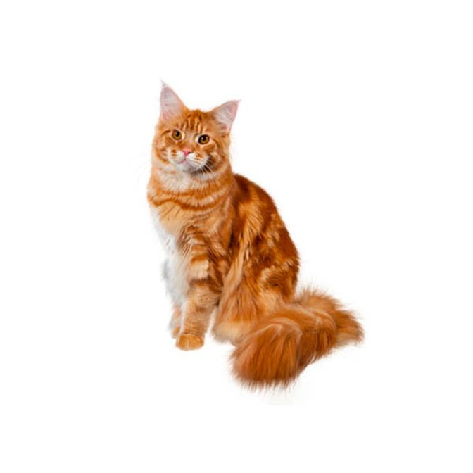MAINE COON