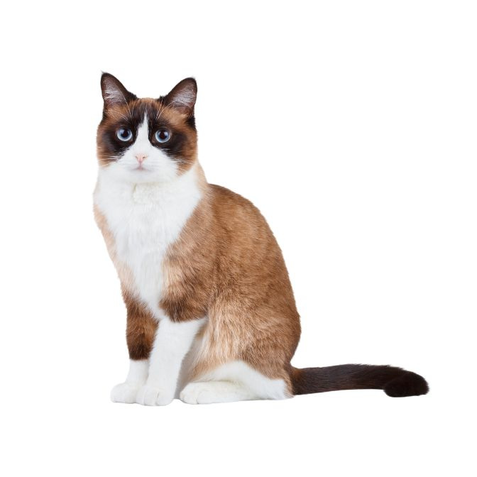 Cat Breeds - Russian Blue - Purina Australia