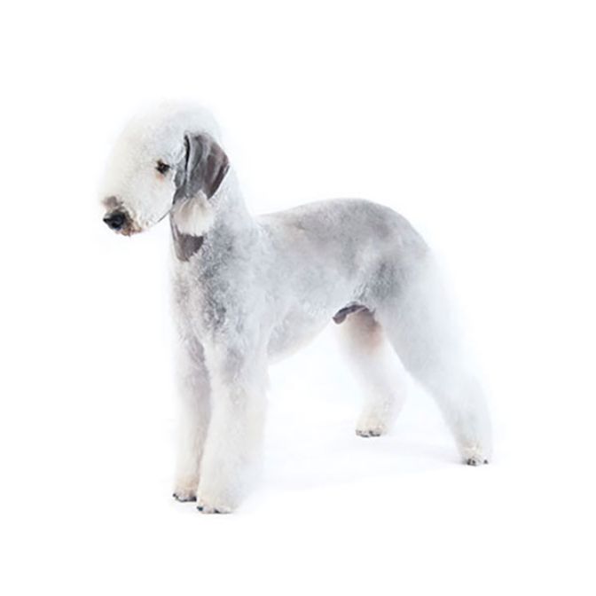 Dog Breeds - Bedlington Terrier - Purina Australia