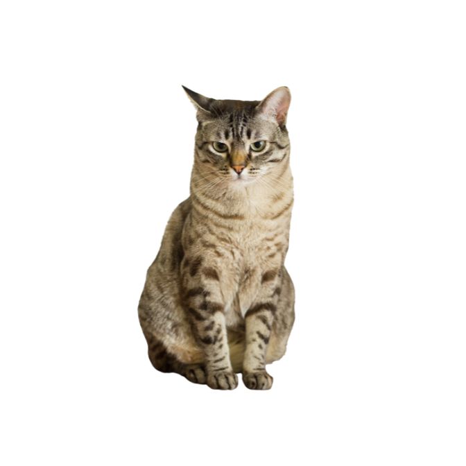 Australian Mist Cat Breed | Purina Australia