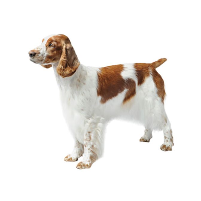 Dog Breeds - Welsh Springer Spaniel - Purina Australia