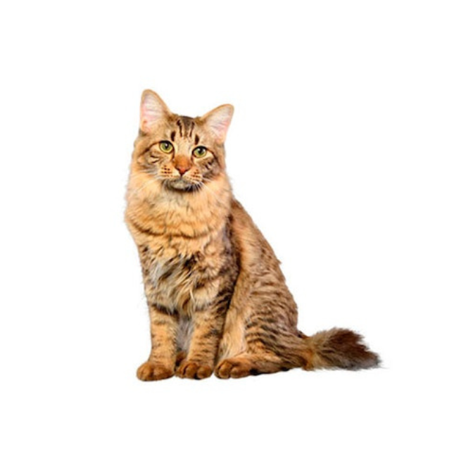 American Bobtail Cat Breed | Purina Australia