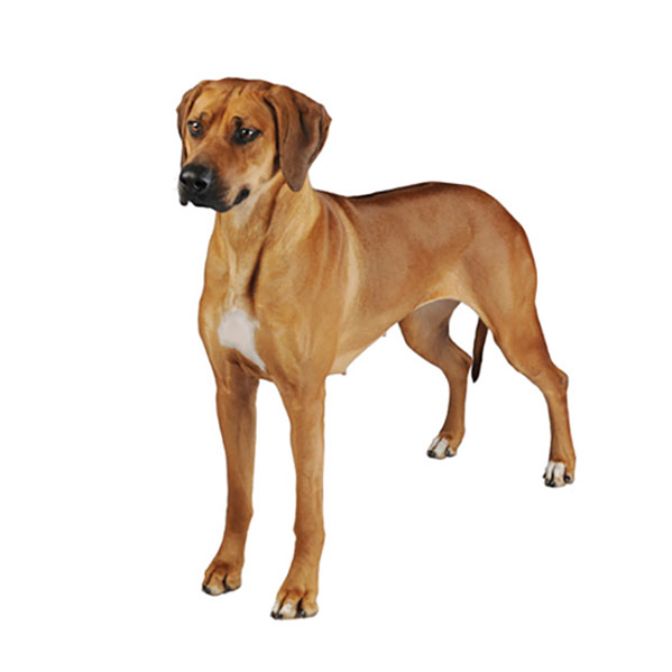 RHODESIAN RIDGEBACK