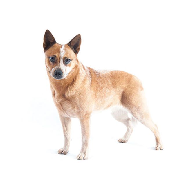 Comprehensive List of Dog Breeds | Purina Australia