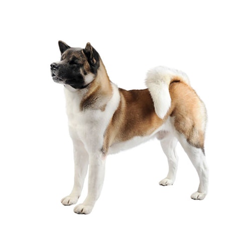 About Akita Dog Breed | Purina Australia