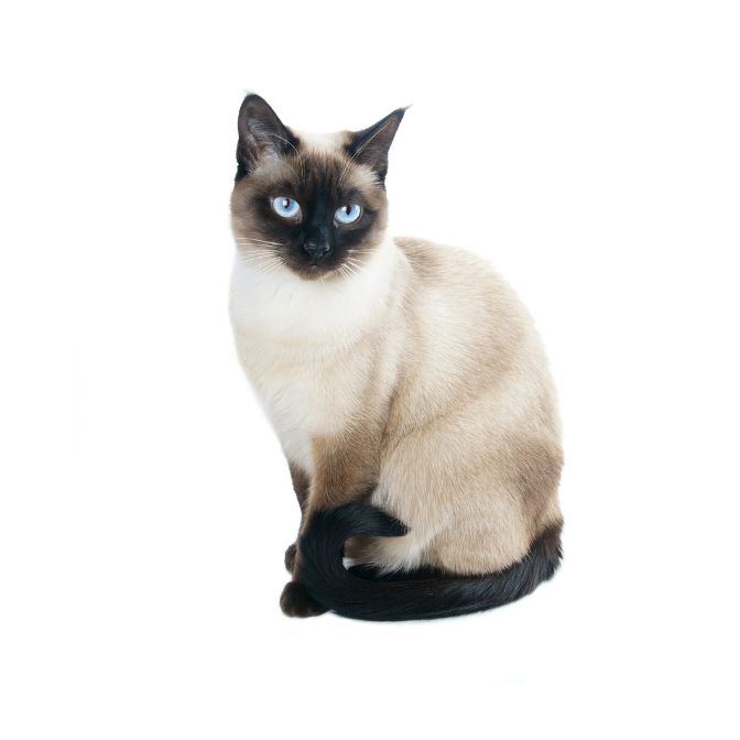 Finding a Cat - Siamese Breed - Purina Australia Finding a Cat - Siamese Breed - Purina Australia