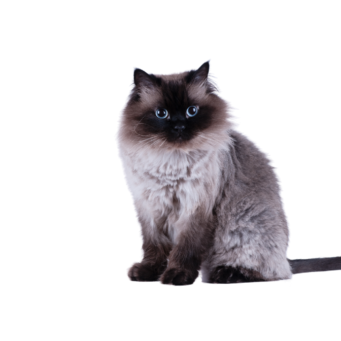 HIMALAYAN CAT
