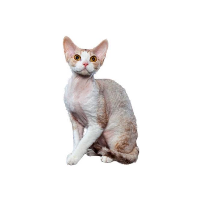 Cat Breeds - Devon Rex - Purina Australia