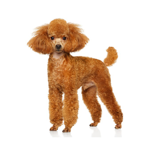 Finding a Dog - Beagle Breed - Purina Australia