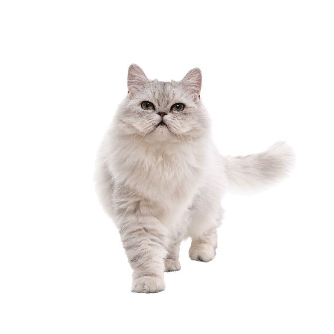 PERSIAN
